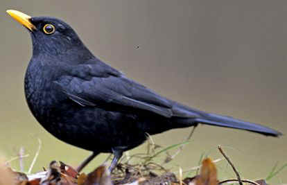 Hugomanie: Gautier - Le Merle