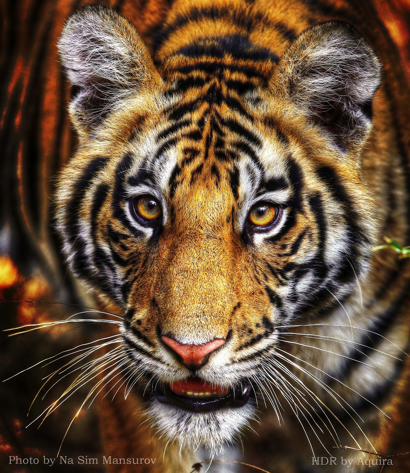 Artaquílus' blog (arte Aquira ilustração)