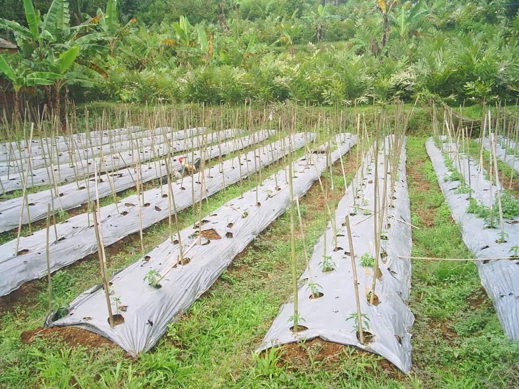 Pengertian Mulsa, Fungsi, Jenis, dan Prosedur Pemasangannya | awalilmu ...