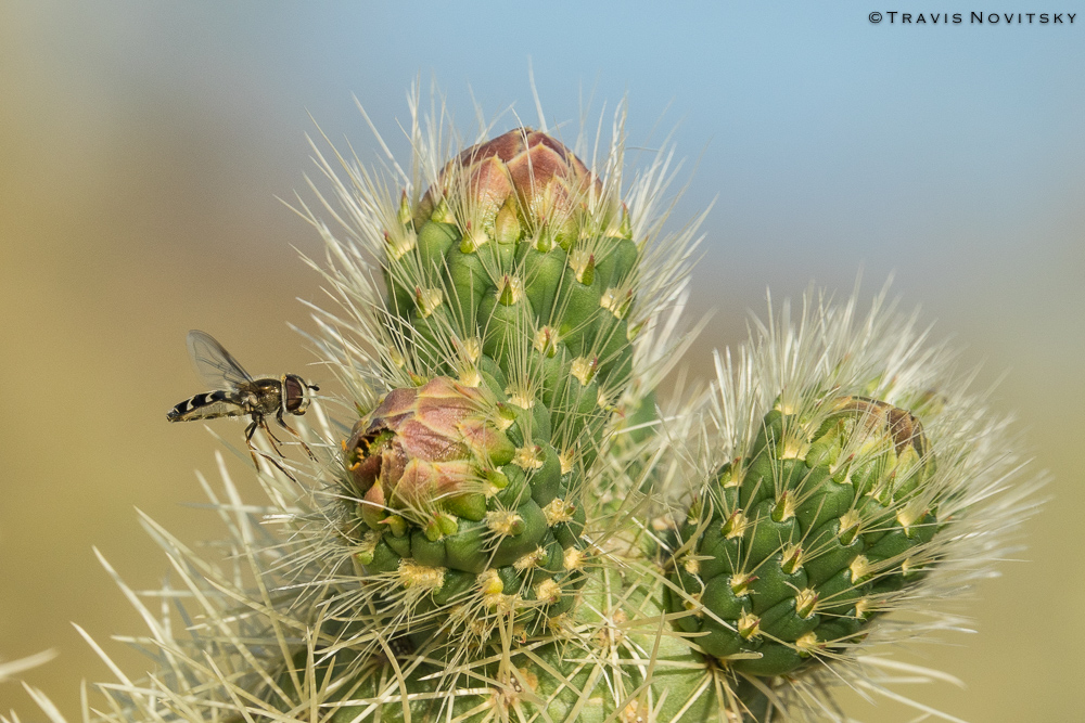 Photography by Travis Novitsky - Photo Journal: Bee Fly on Cholla Cactus