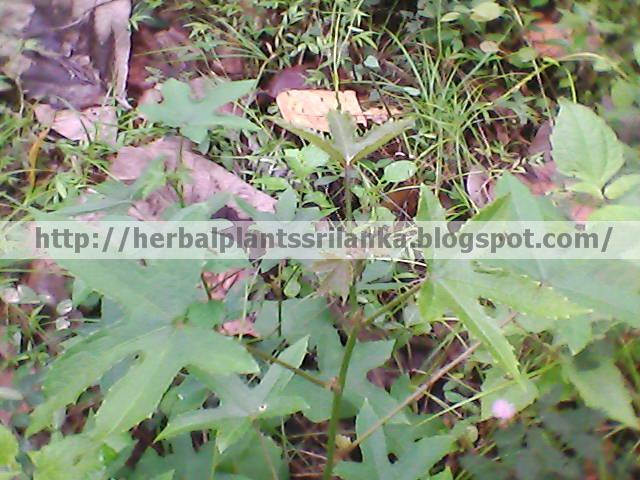 නාබිරිත්තා