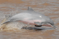 Delfines: Tipos de delfines