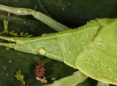 BunyipCo: September 2013