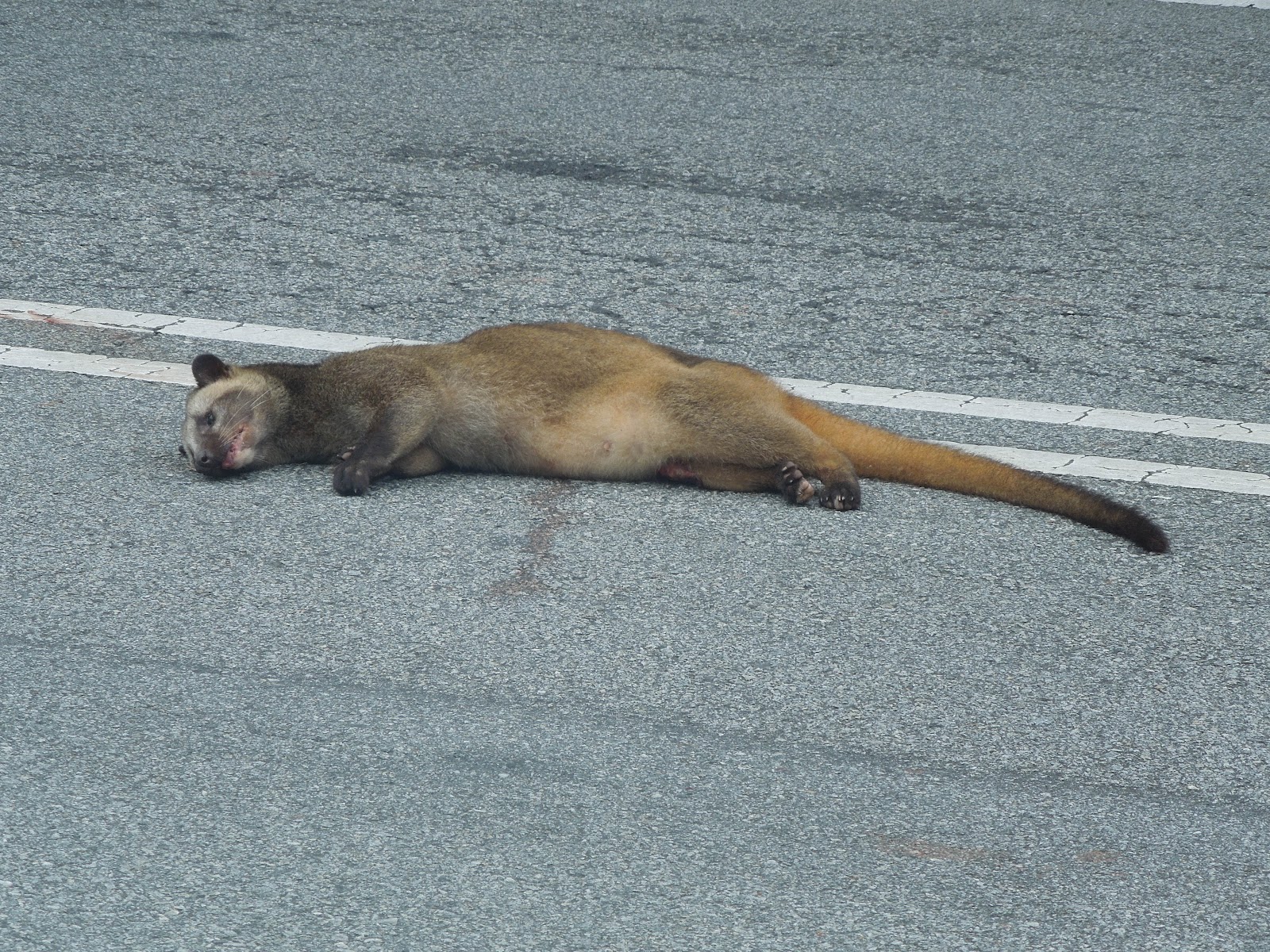 Dr Mat: Wildlife road kills: not just because of drivers but sometiime ...