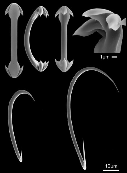 NeuroDojo: The carnivorous candelabra sponge