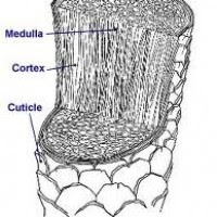 Perawatan Kebotakan: Anatomi Rambut.