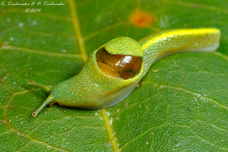 Fauna y flora endémica y algunos misterios de la fauna y flora: Babosa ...