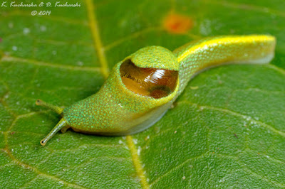 Fauna y flora endémica y algunos misterios de la fauna y flora: Babosa ...
