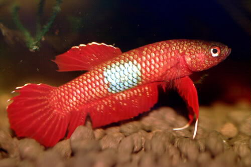 Brown's Betta - Betta brownorum ~ Nice Betta