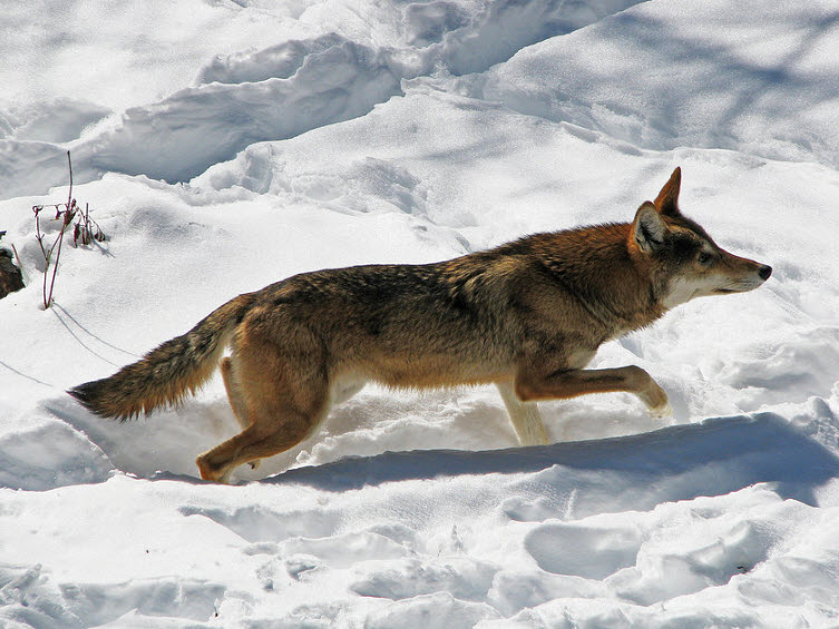 Red Wolf | The Biggest Animals Kingdom