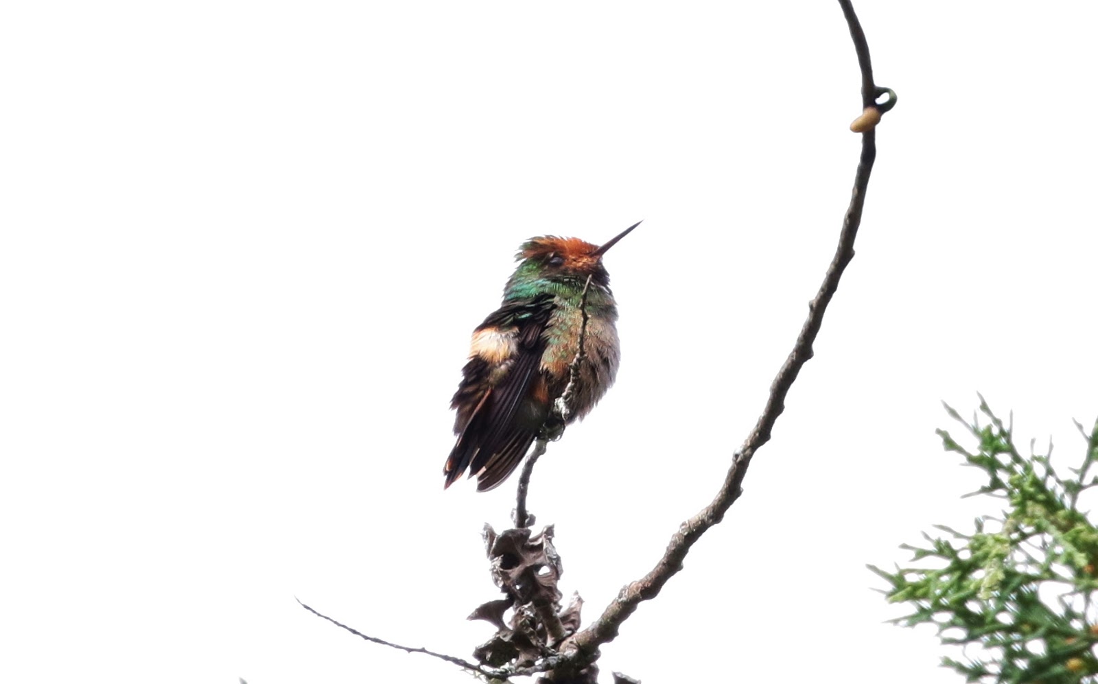 Nuestro bello mundo...: Spangled Coquette, immature, LOPHORNIS ...