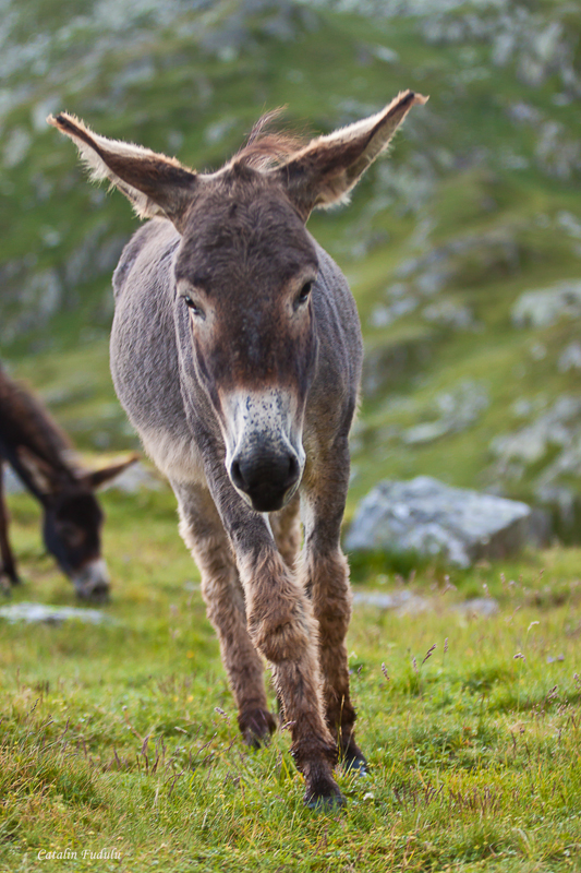 Catalin Fudulu - Sub sărutul luminii...: Nu vreţi nişte măgari?