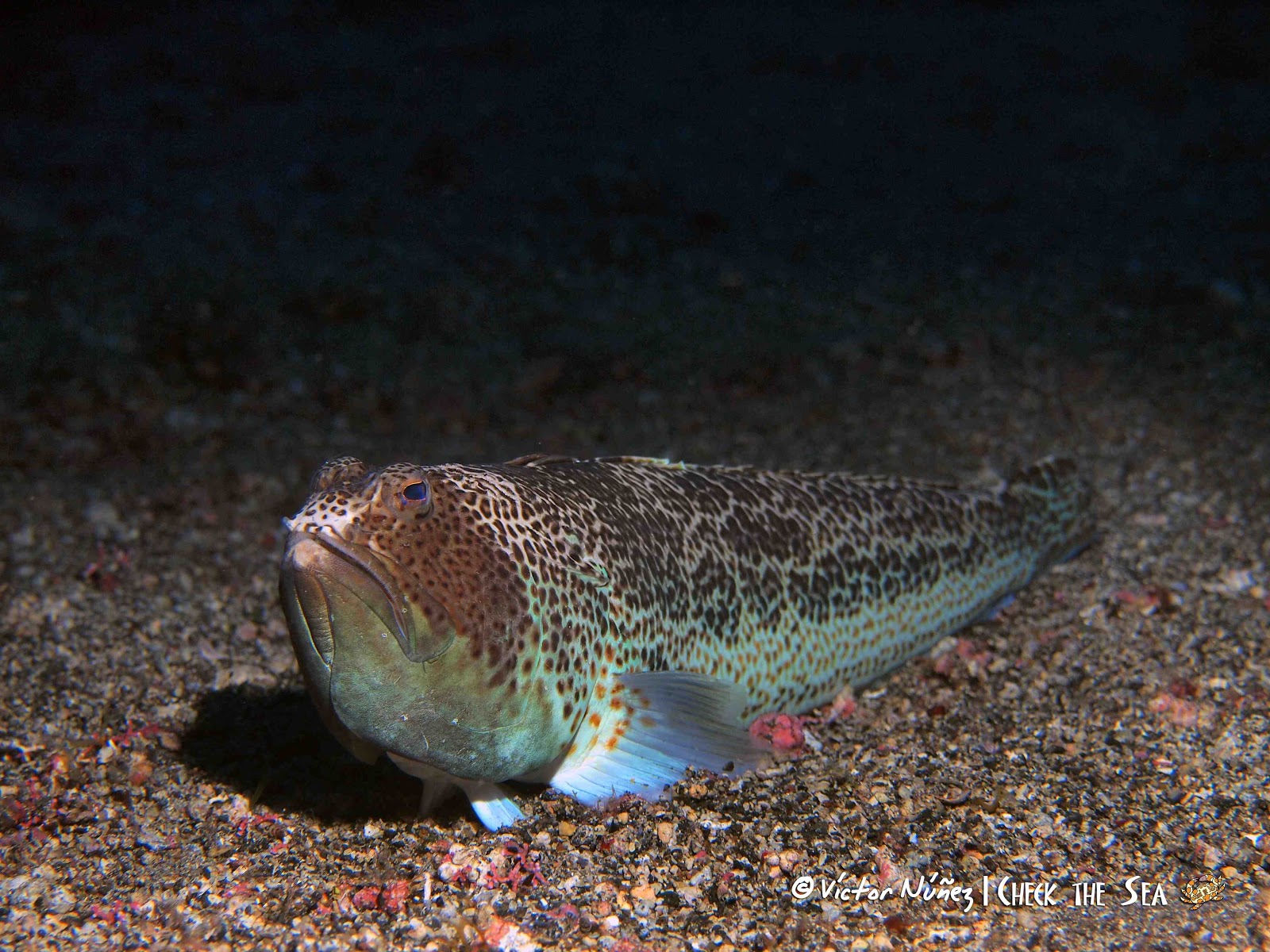 Check the Sea. Web de buceo y fotografía submarina de las Islas ...