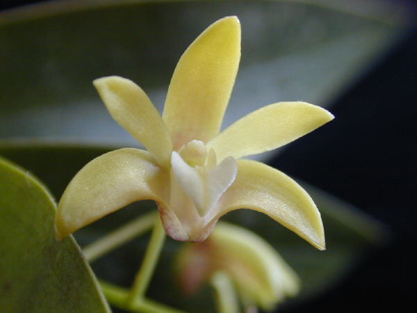 Dendrobium adae orchid plant care and culture | Travaldo's blog