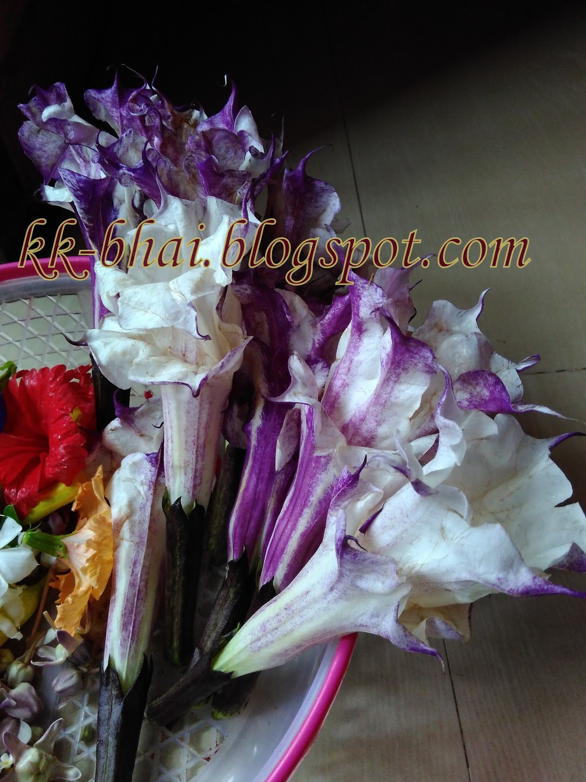 Dhatura flower for Lord Shiva