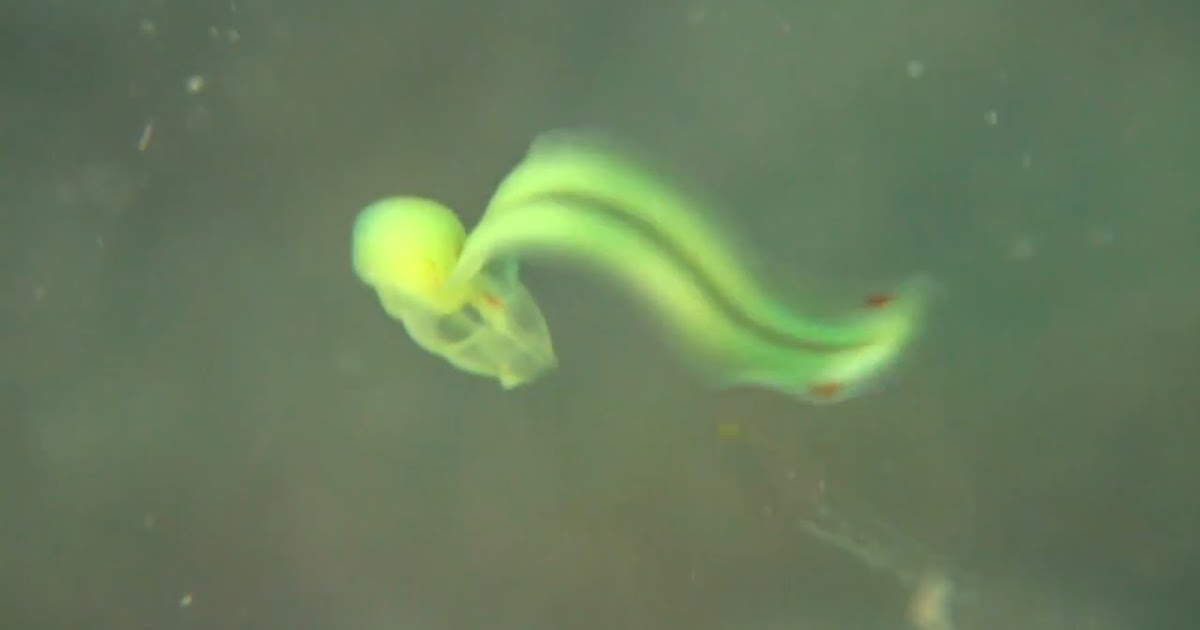 Real Monstrosities: A Big, Yellow Larvacean!