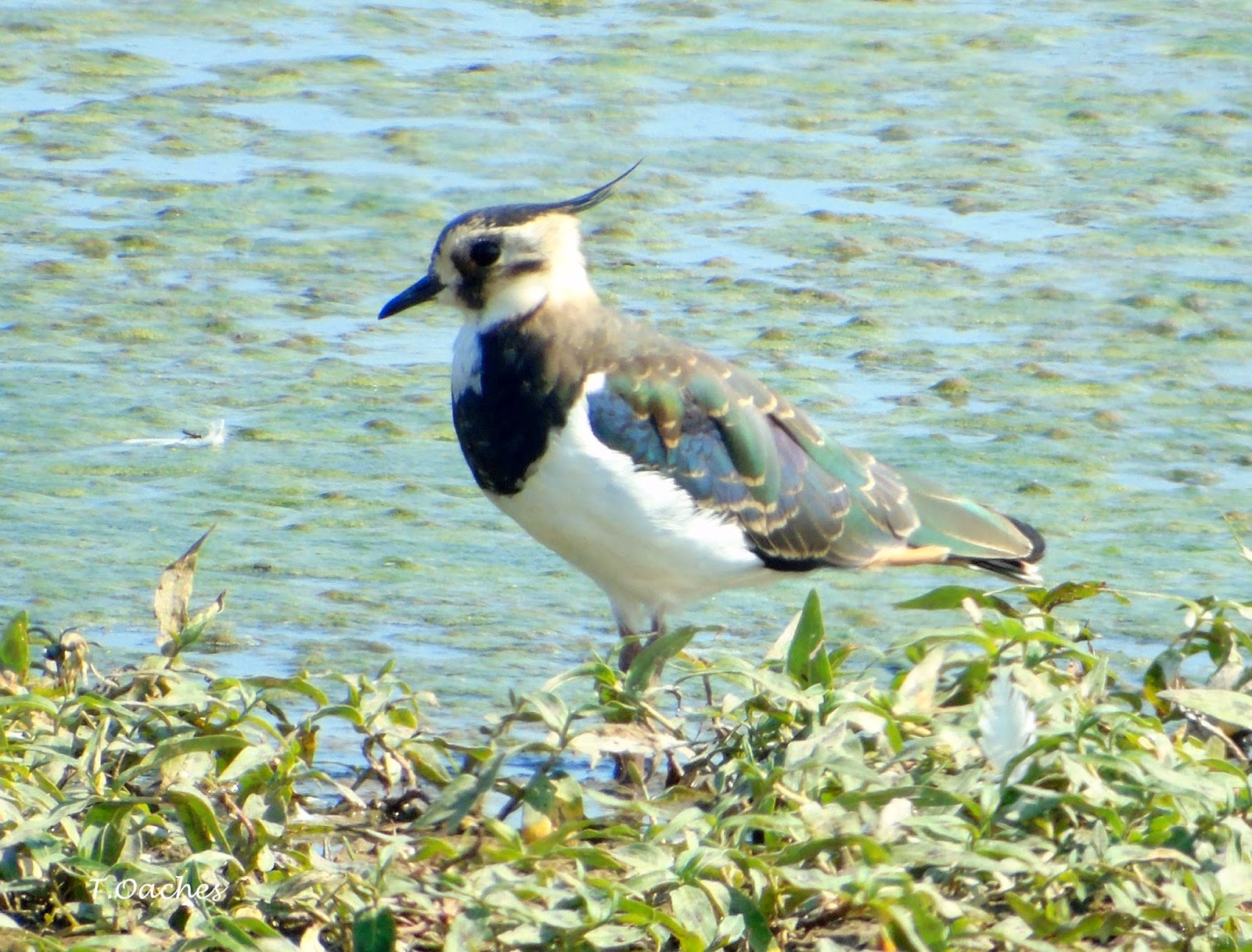 PASARI DIN ROMANIA: NAGAT, Vanellus vanellus