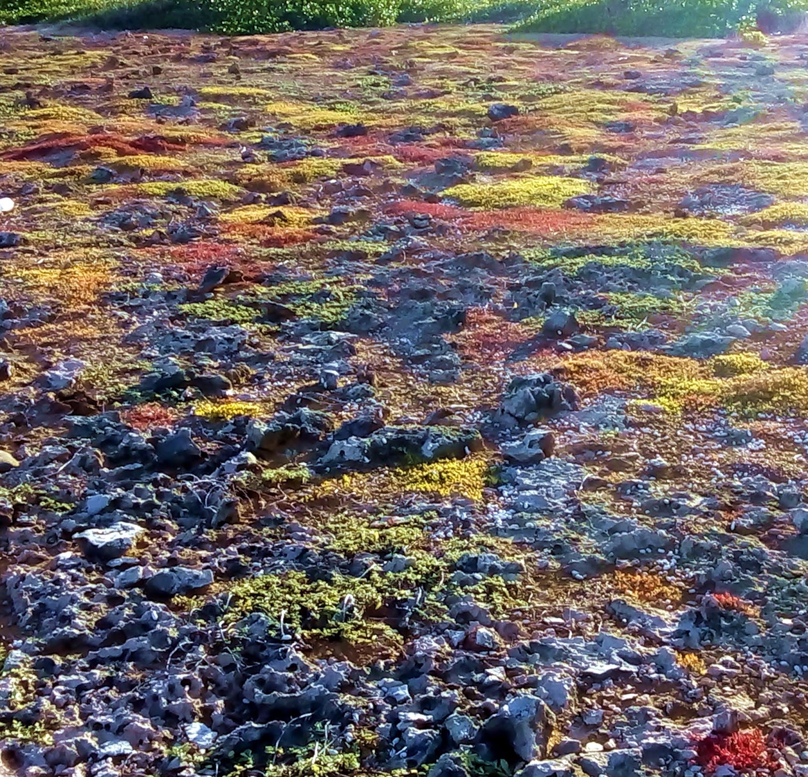 Hiking Curaçao - Flora and Fauna: 2019