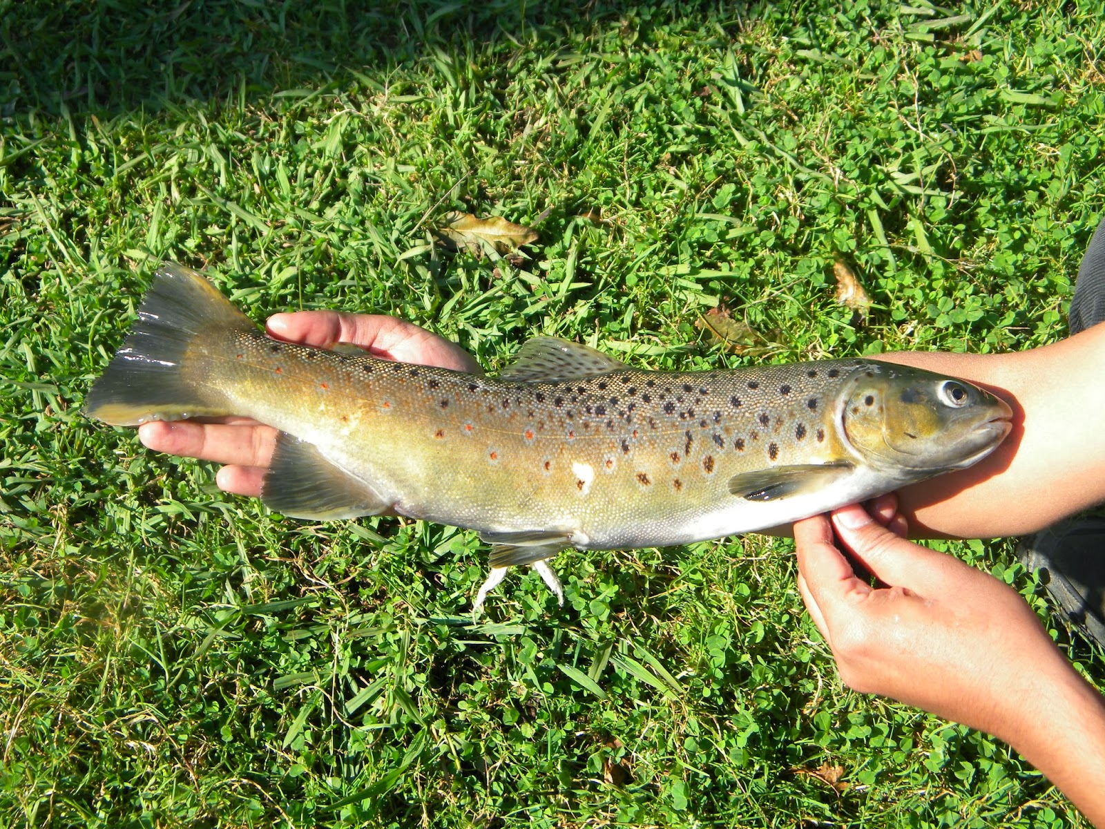 Trout Fishing In Kullu Valley : BAROT