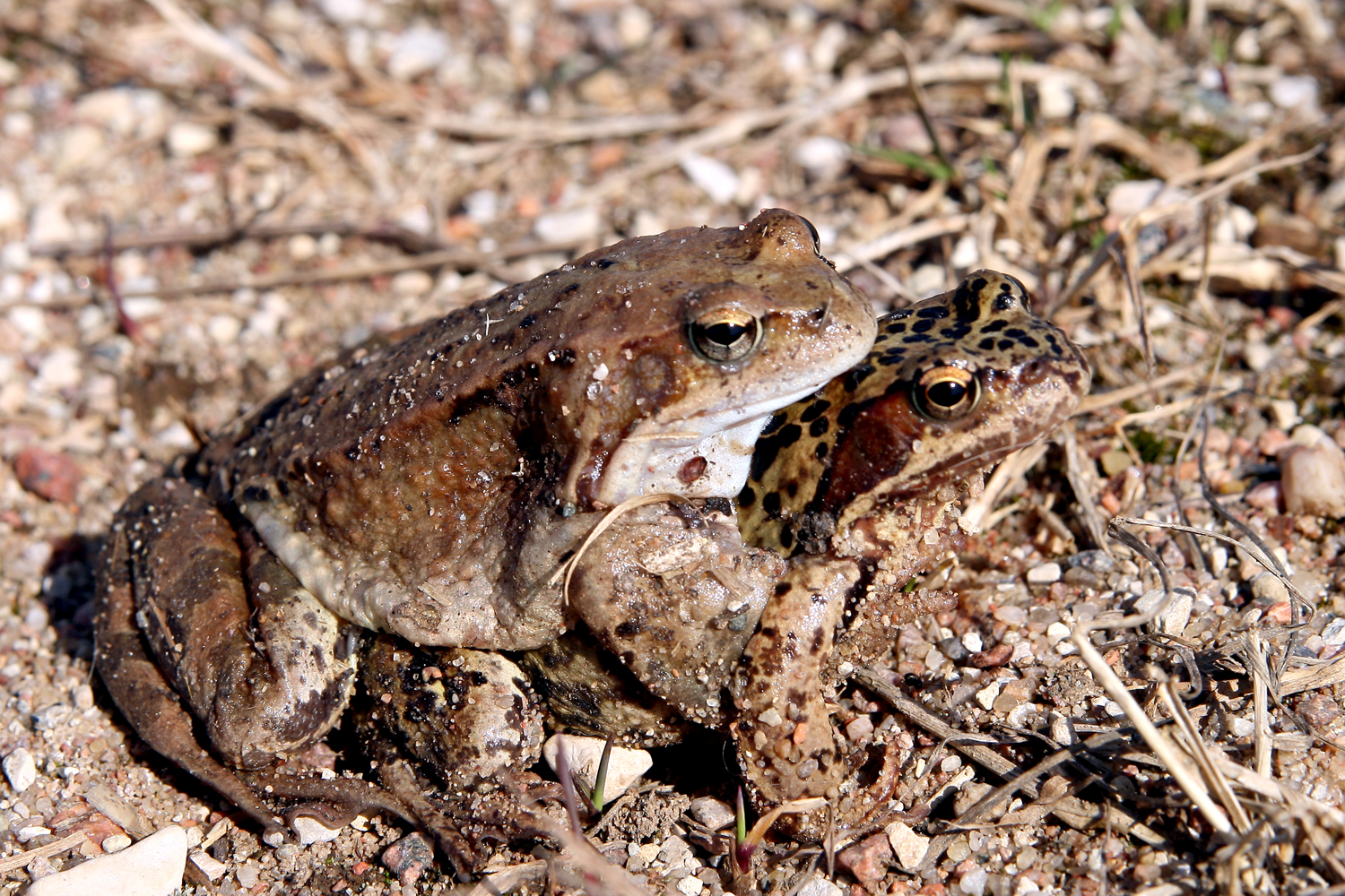 sapņu noliktava: 31. dzīvnieki - vardes