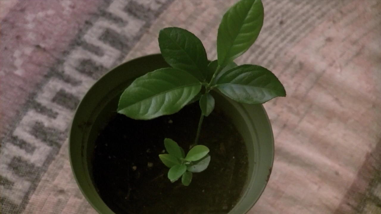 How to Grow Lemon Trees from Seed