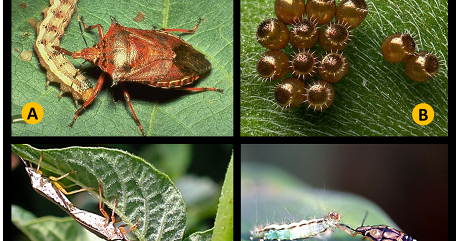 SERANGGA DAN PERLINDUNGAN TANAMAN: SPINED SOLDIER BUG (HEMIPTERA ...