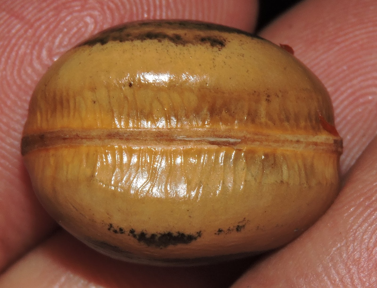 The Flowering plants - Leguminosae - Fabaceae: Fabaceae - Swartzia ...