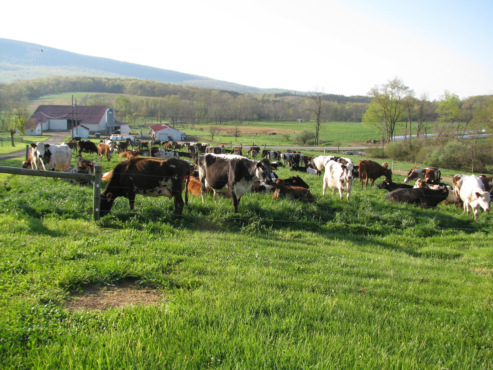 Amazing Grace Dairy: 160 Cows on One Acre...for 12 Hours!