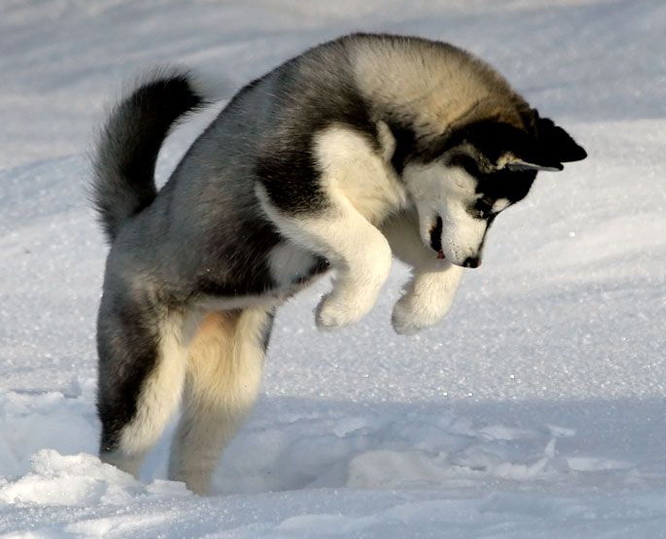 Dog Photo: Best Photography Siberian Huskies Dog On The Wild