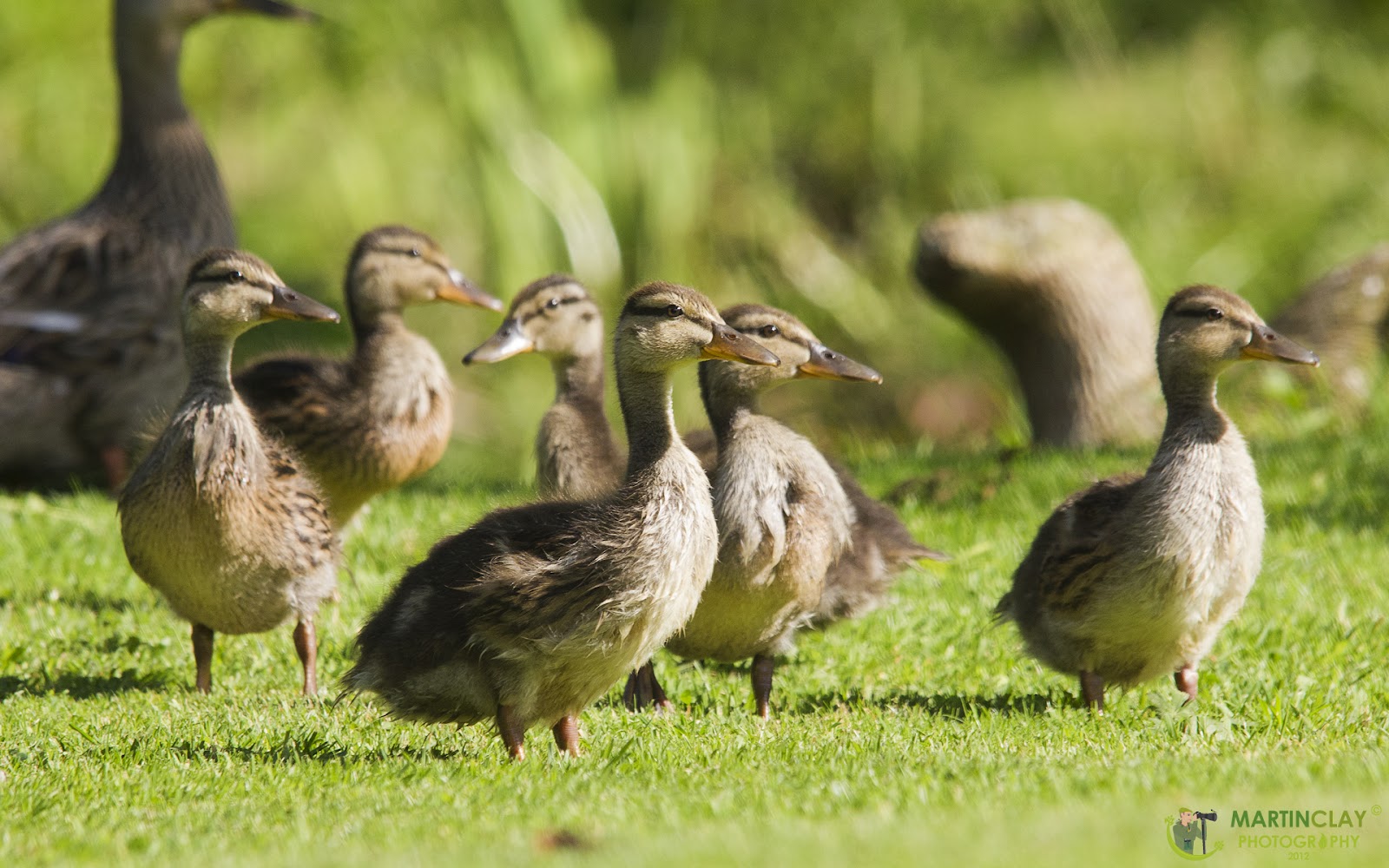 Martin Clay Photography: Ducklings & Deer, Swans & Beer