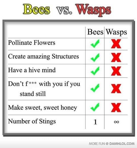 Bug Eric: Bee vs. Wasp Memes Perpetuate Ignorance