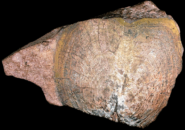 Chordata ~ Dunia Hewan