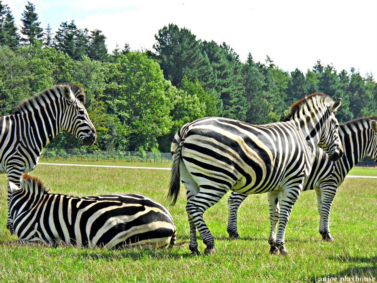 LOLLAND FOTOS: KNUTHENBORG SAFARIPARK