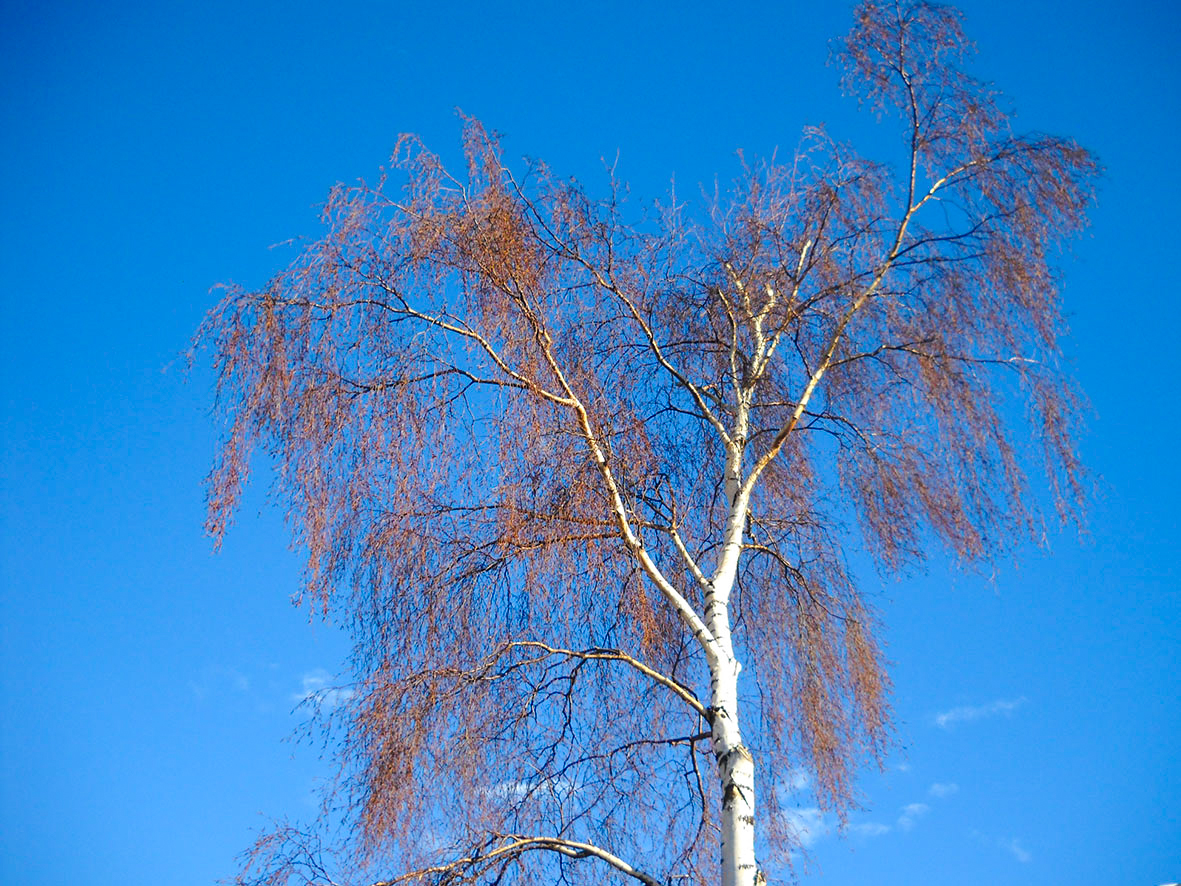 The Firsts of Spring |Blissful Solitary Wanderings