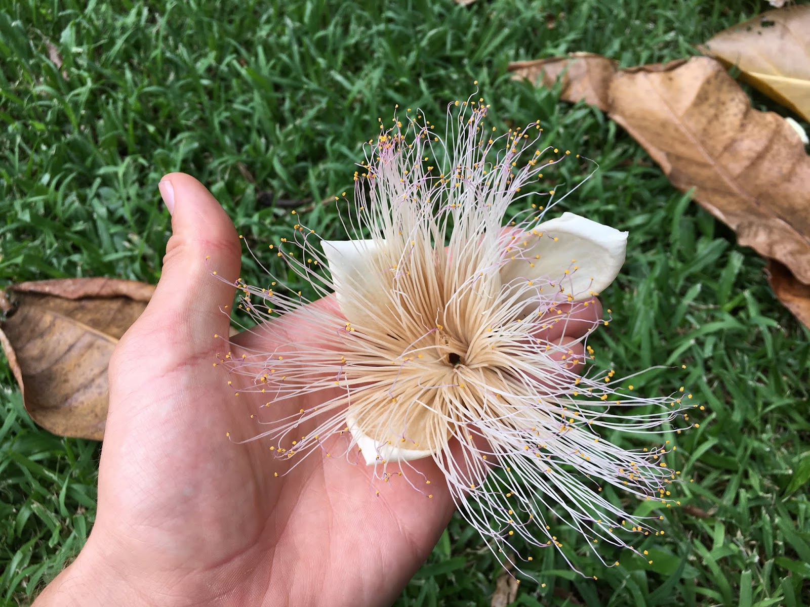 Barringtonia asiatica (Barringtonia)