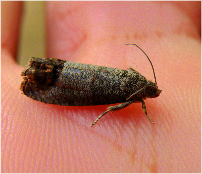 FOTO NATURA HUESCA 2: Oruga de la polilla Cydia pomonella Carl von ...