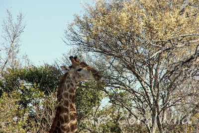 Coral Wild - A Safari Guides Diary: It's official, Spring has sprung!