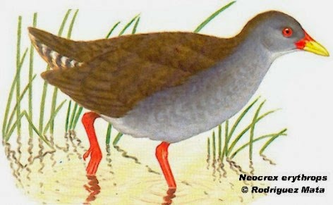 Argentina nativa: Burrito pico rojo (Neocrex erythrops)