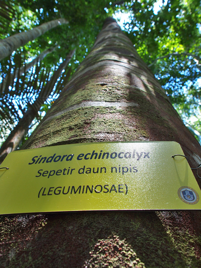 UUM Forest Treasure 1