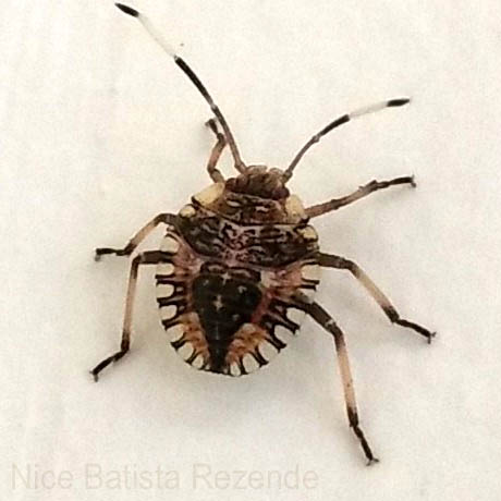 Insetologia - Identificação de insetos: Ninfas de Maria-Fedida Edessa