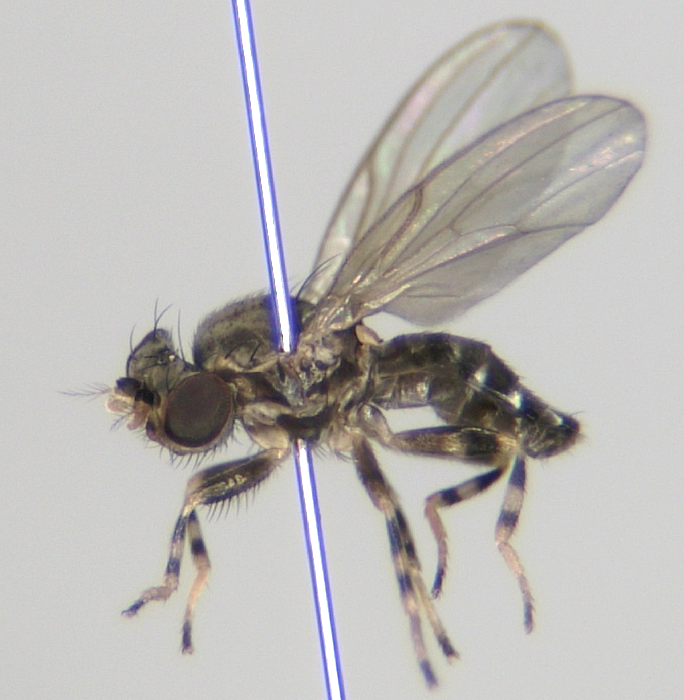 Variety of Life: Periscelididae