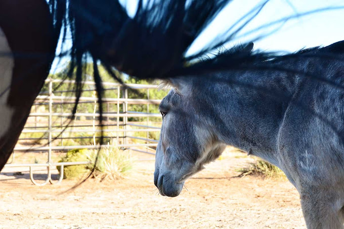 The 7MSN Ranch: At the tail end of the day