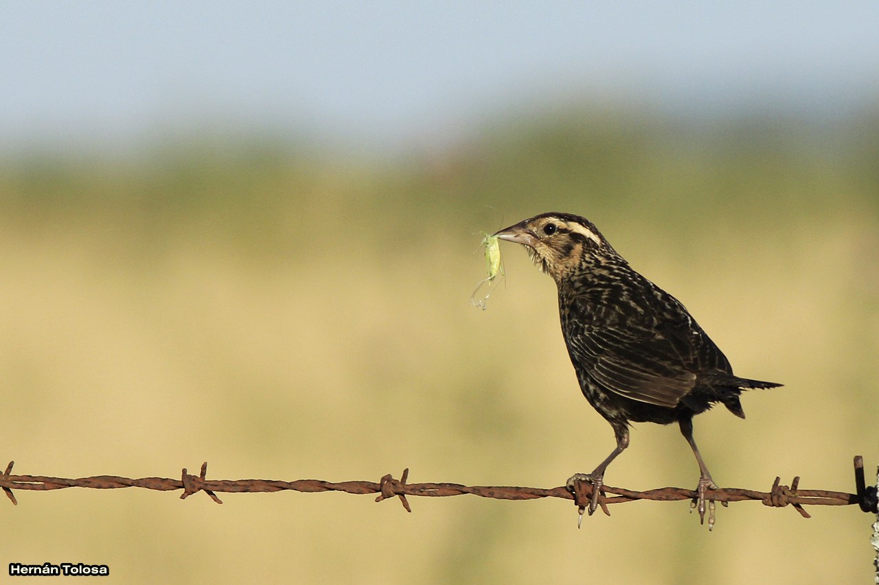 Aves Bonaerenses: Pareja insectívora