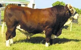 Pengertian dan Perbedaan Sapi Limpo, Simpo, Metal, Limo dan PO | Gemar ...