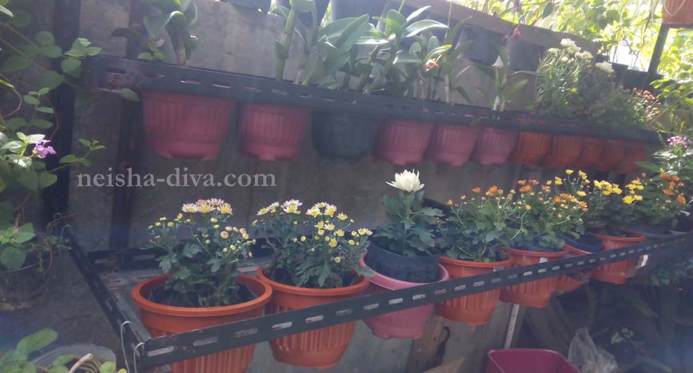 41+ Gambar Bunga Di Dinding Rumah Terpopuler - Informasi Seputar ...