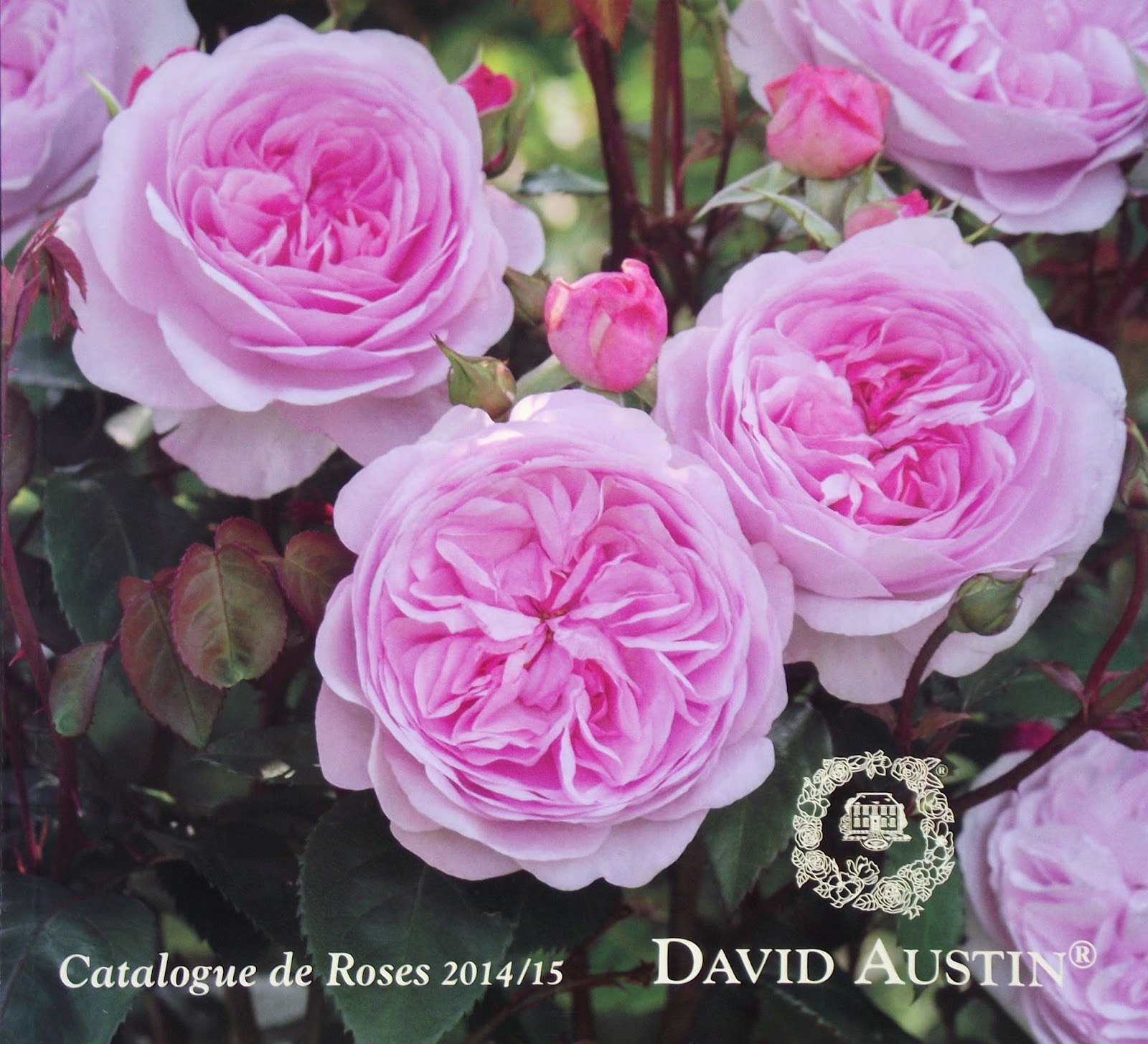 Promesse de roses: David Austin : nouveau catalogue pour 2014-2015
