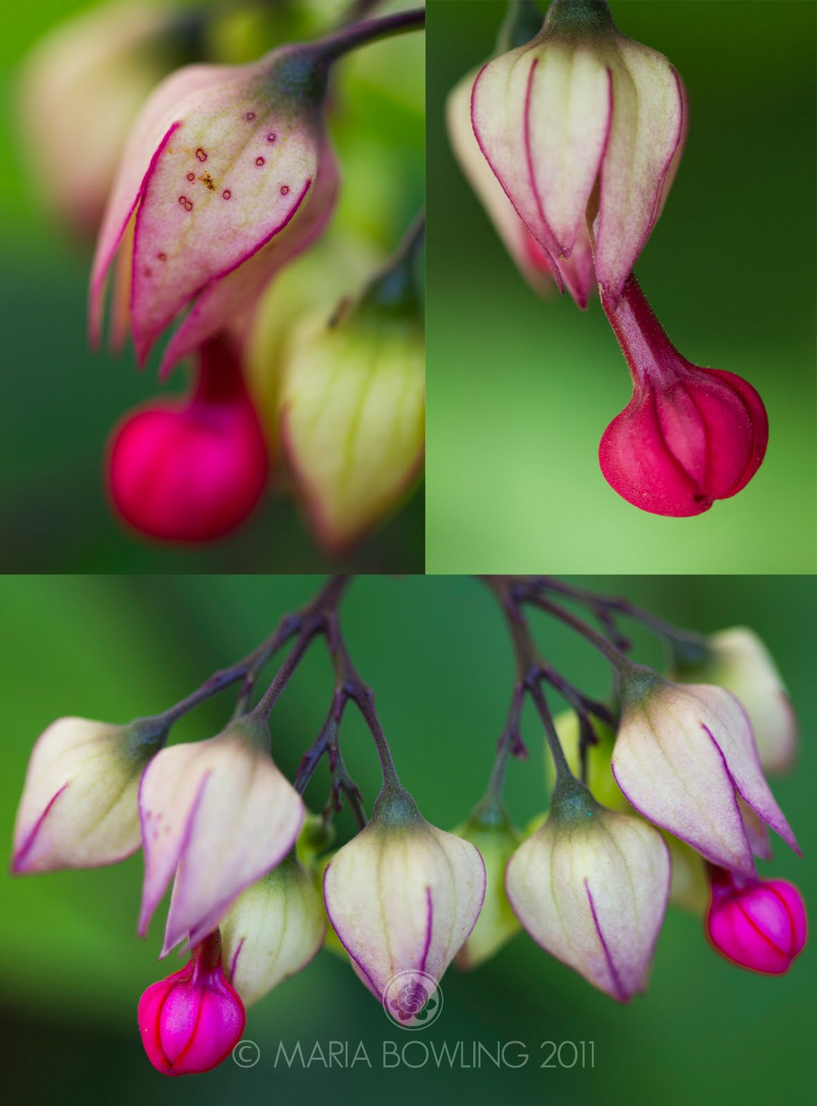 Pretty Medicine : Eye Candy from the Kingdom of Tonga......
