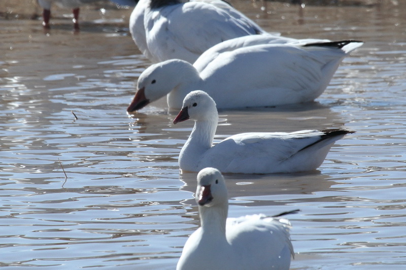 Tails of Birding: Bosque - Ross's Goose