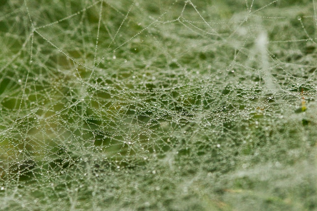 Matt's Photos: Cobwebs in the Dew