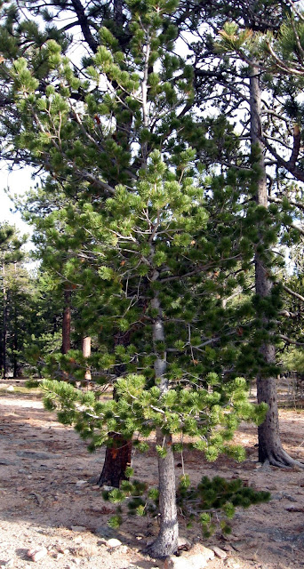 Rocky Mountain Bushcraft: Rocky Mountain Tree Identification: Lodgepole ...